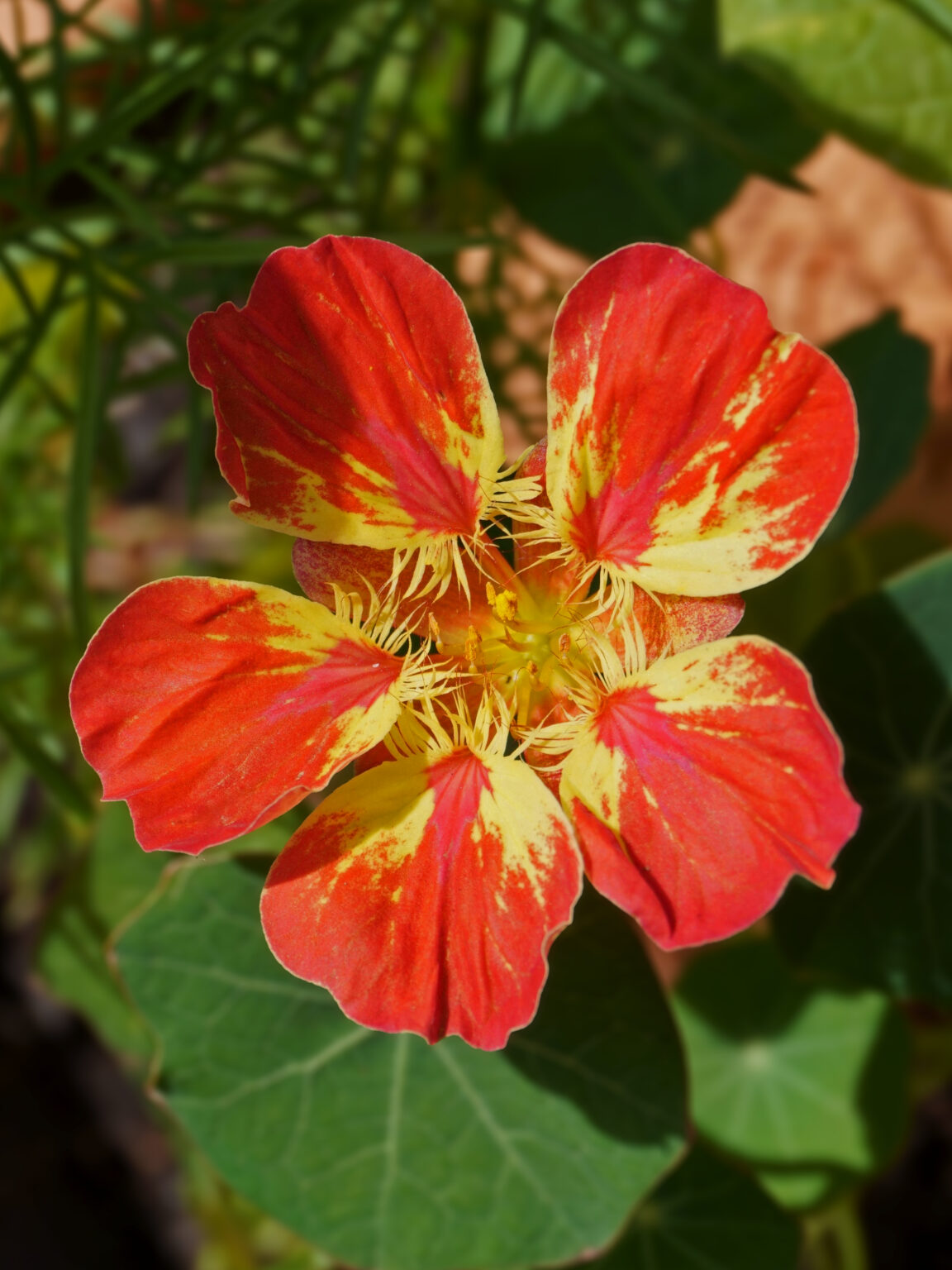 10 fleurs très faciles à semer au printemps – Troque Ta Plante – Le Blog