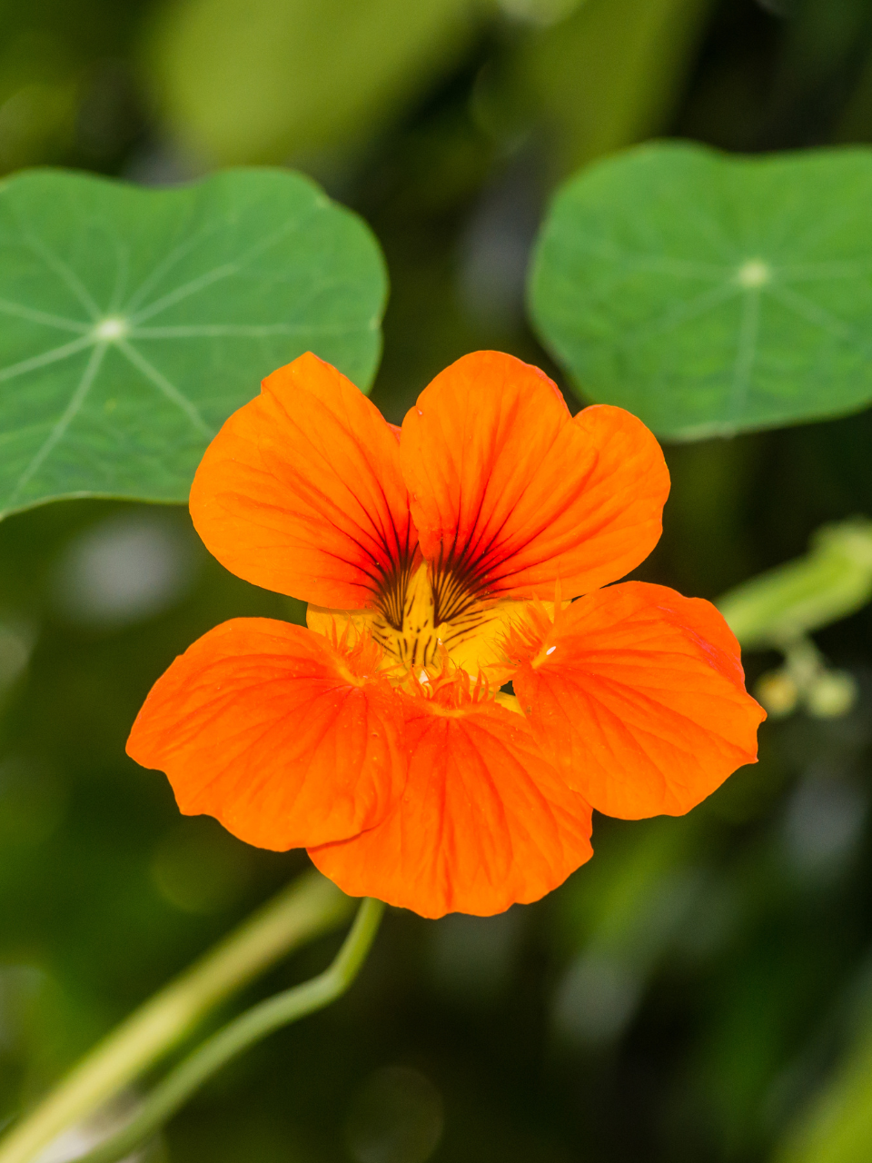 10 fleurs très faciles à semer au printemps – Troque Ta Plante – Le Blog