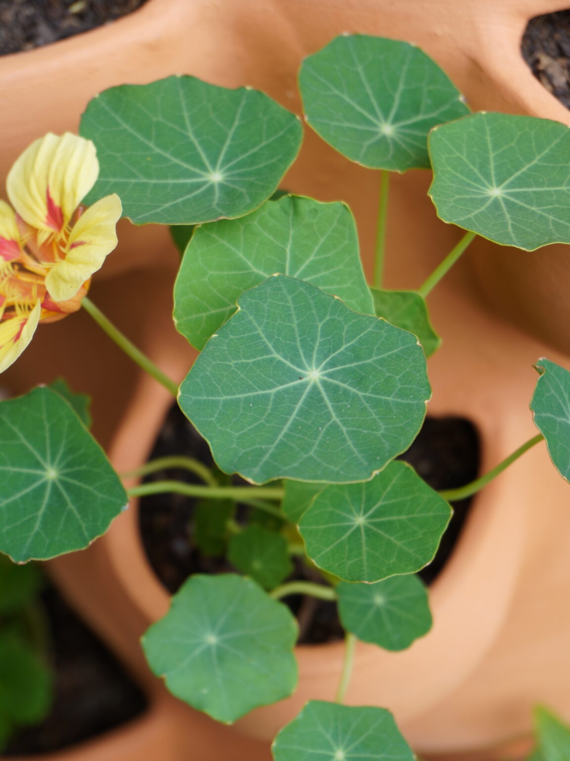 Semer et récolter des graines de capucine – Troque Ta Plante – Le Blog