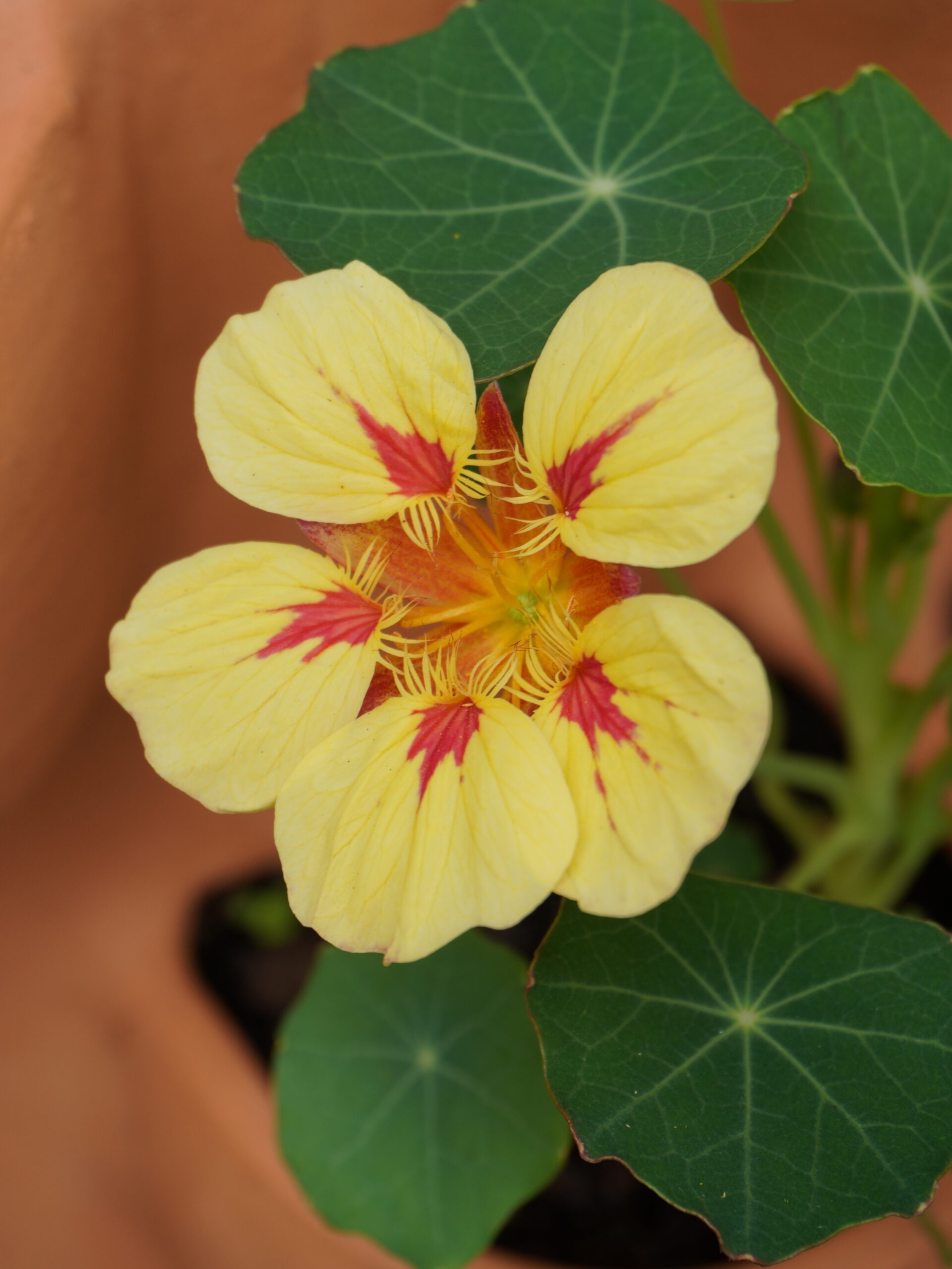 Semer et récolter des graines de capucine – Troque Ta Plante – Le Blog