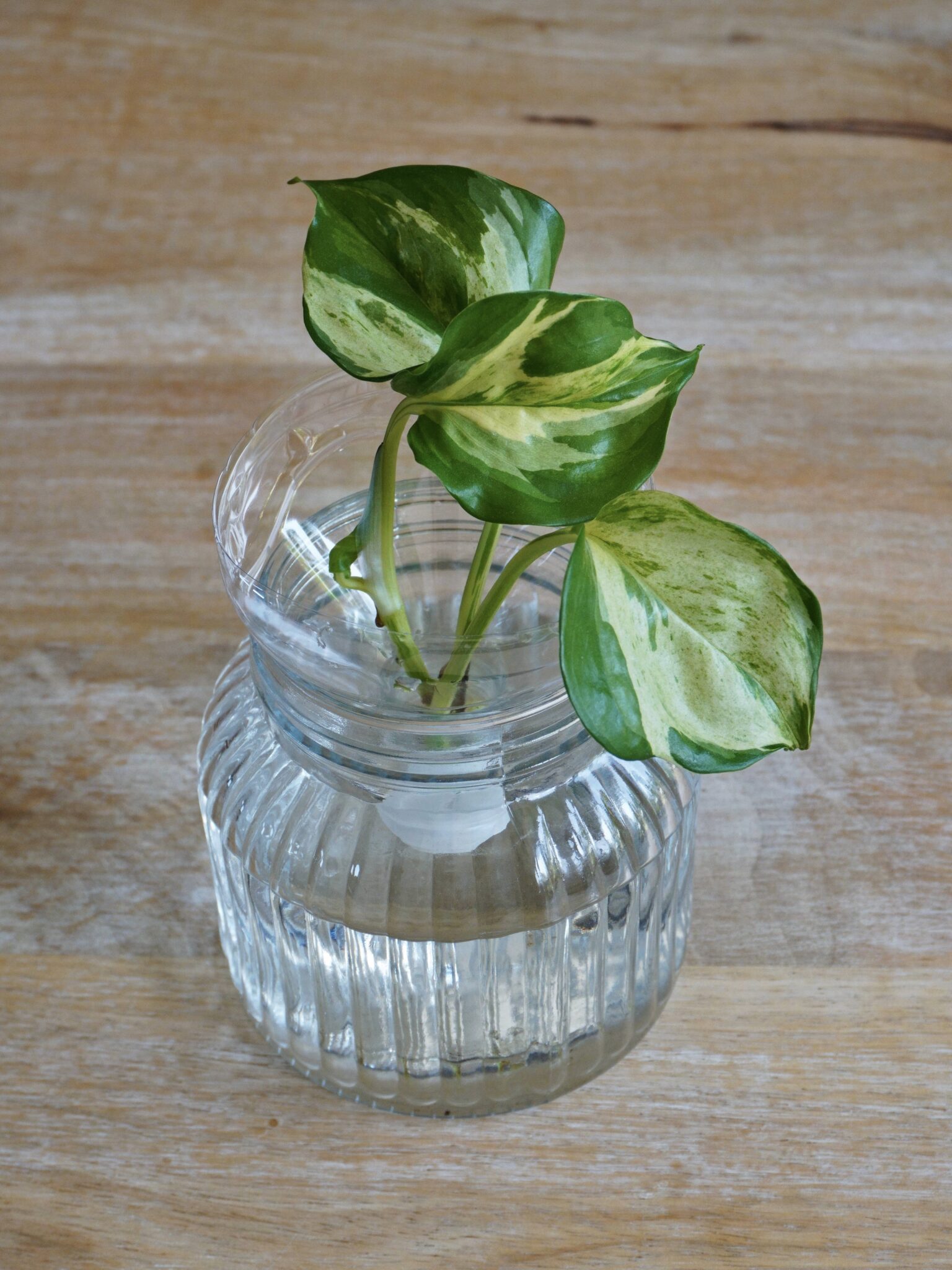 DIY – Créer une bobèche 100% récup’ – Troque Ta Plante – Le Blog