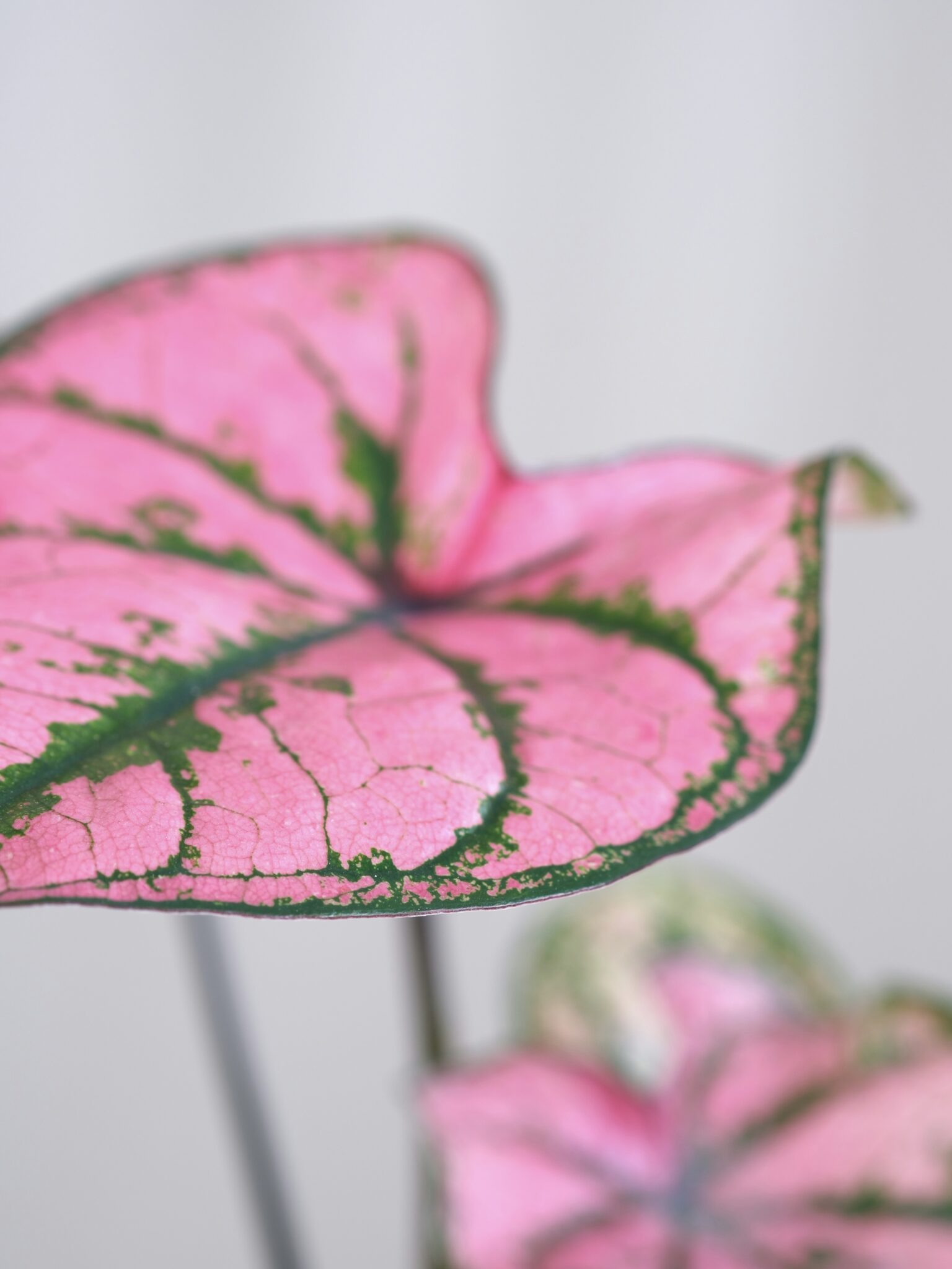 20 plantes roses pour votre intérieur – Troque Ta Plante – Le Blog