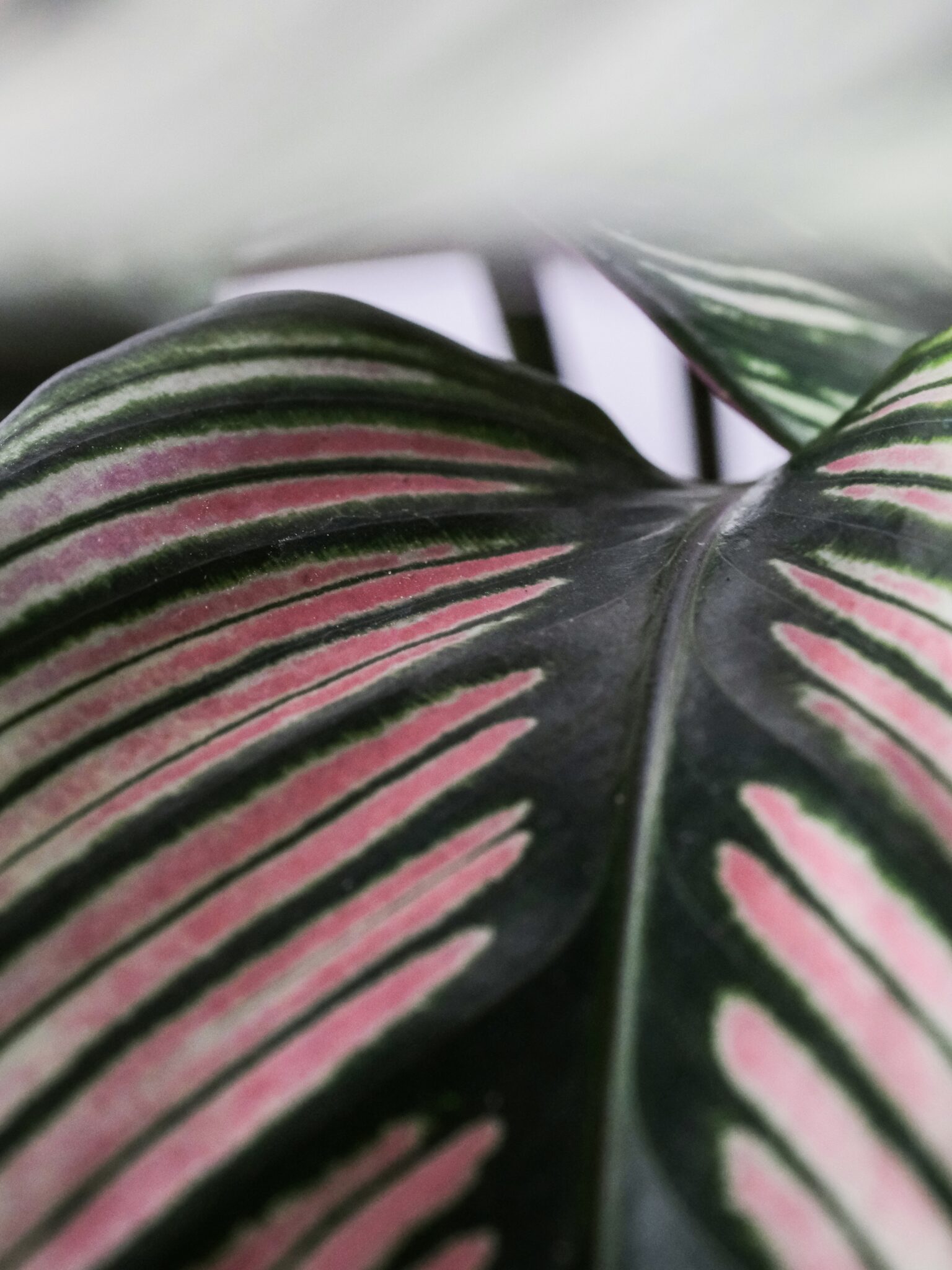 20 plantes roses pour votre intérieur – Troque Ta Plante – Le Blog