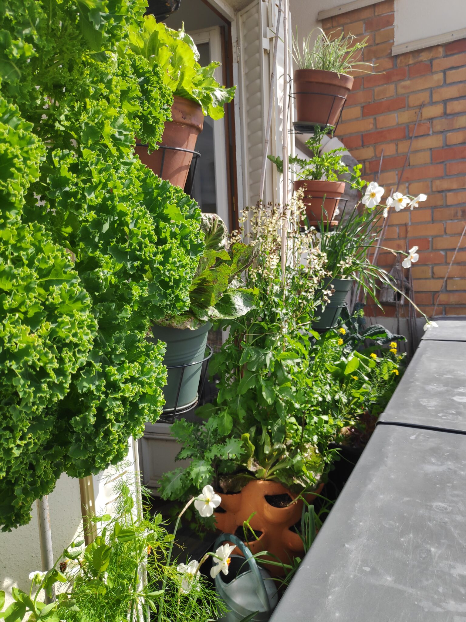 Cultiver un potager de balcon en ville avec Valéry Tsimba – Troque Ta ...