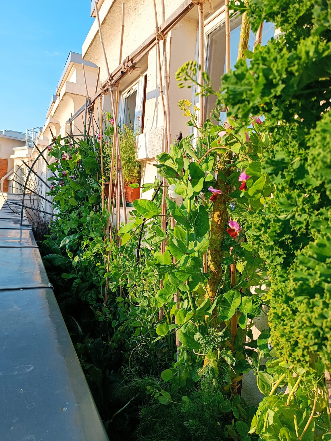 Cultiver un potager de balcon en ville avec Valéry Tsimba – Troque Ta ...