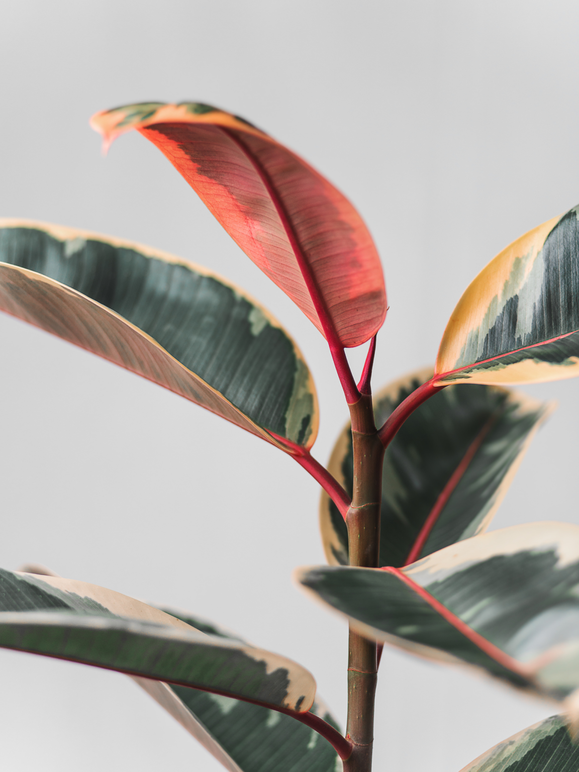 20 plantes roses pour votre intérieur – Troque Ta Plante – Le Blog