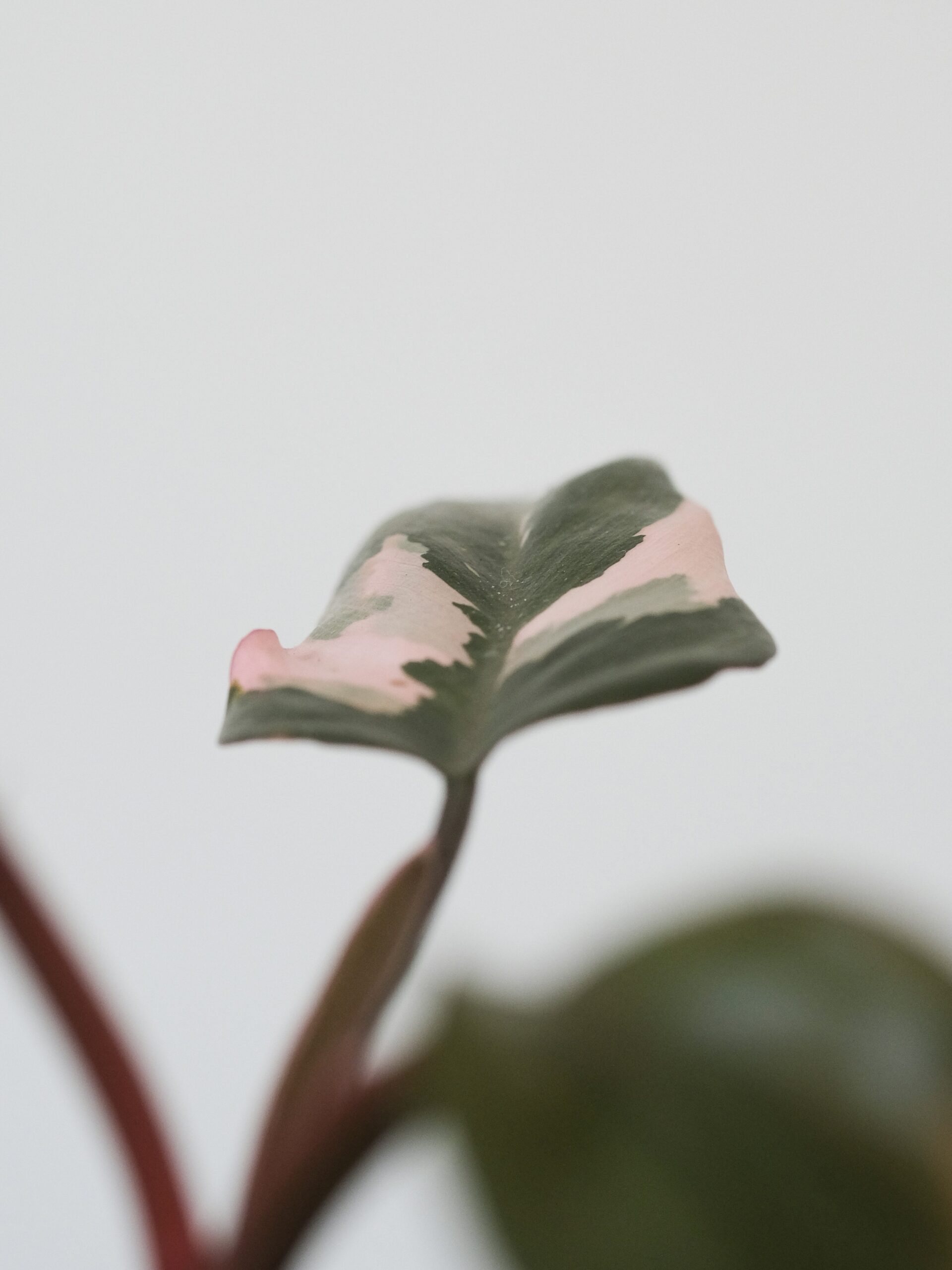 20 plantes roses pour votre intérieur – Troque Ta Plante – Le Blog