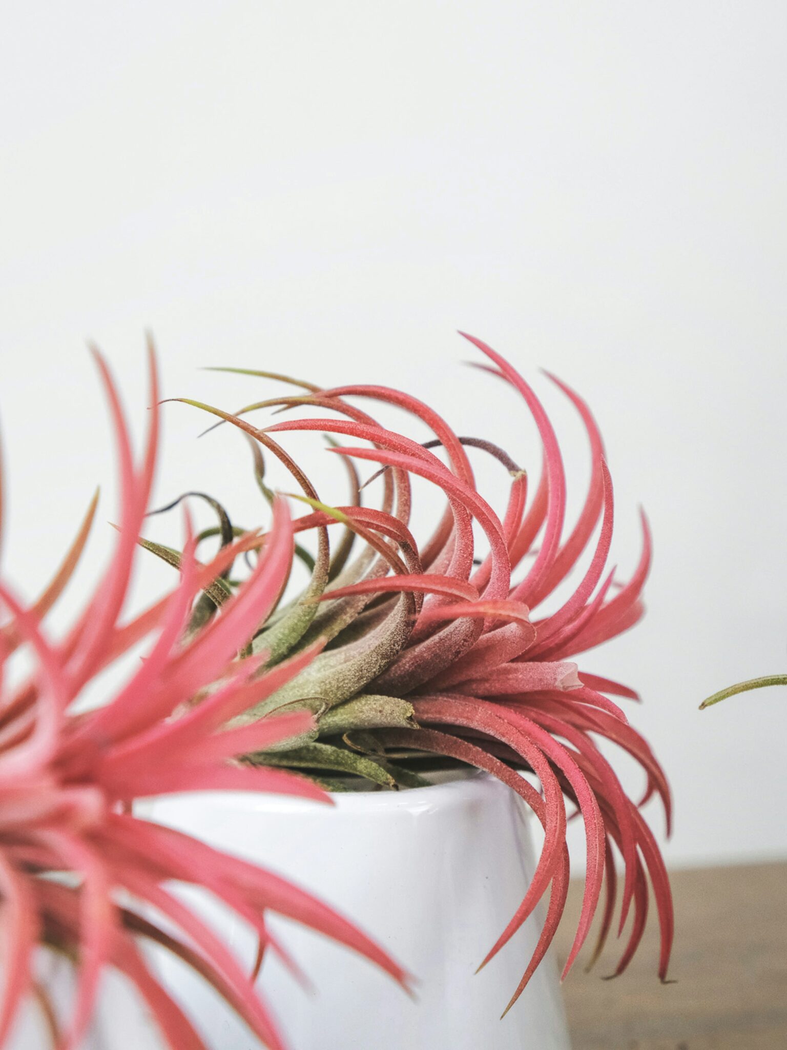 20 plantes roses pour votre intérieur – Troque Ta Plante – Le Blog