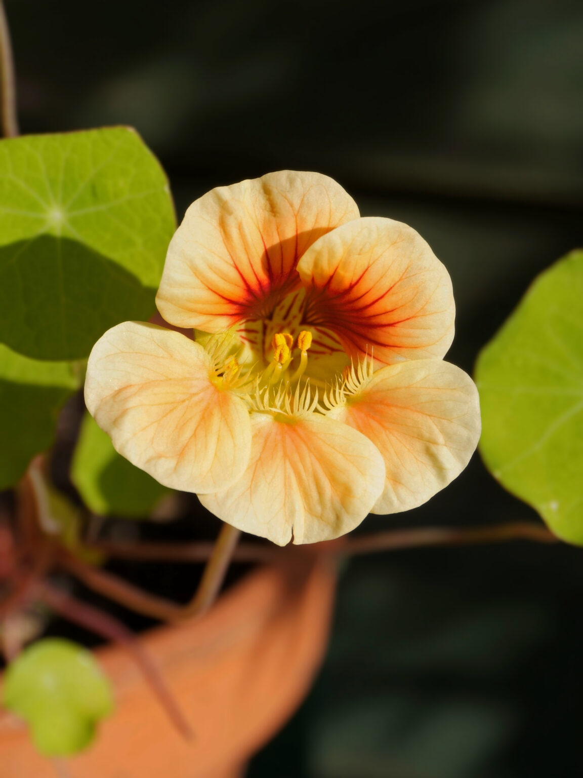 25 fleurs comestibles à cultiver dans votre jardin – Troque Ta Plante ...